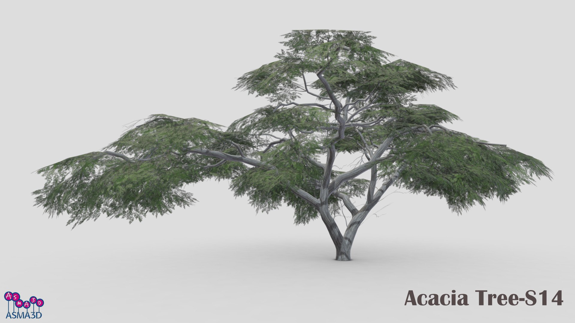 Acacia Tree-S14 Model - TurboSquid 2201869