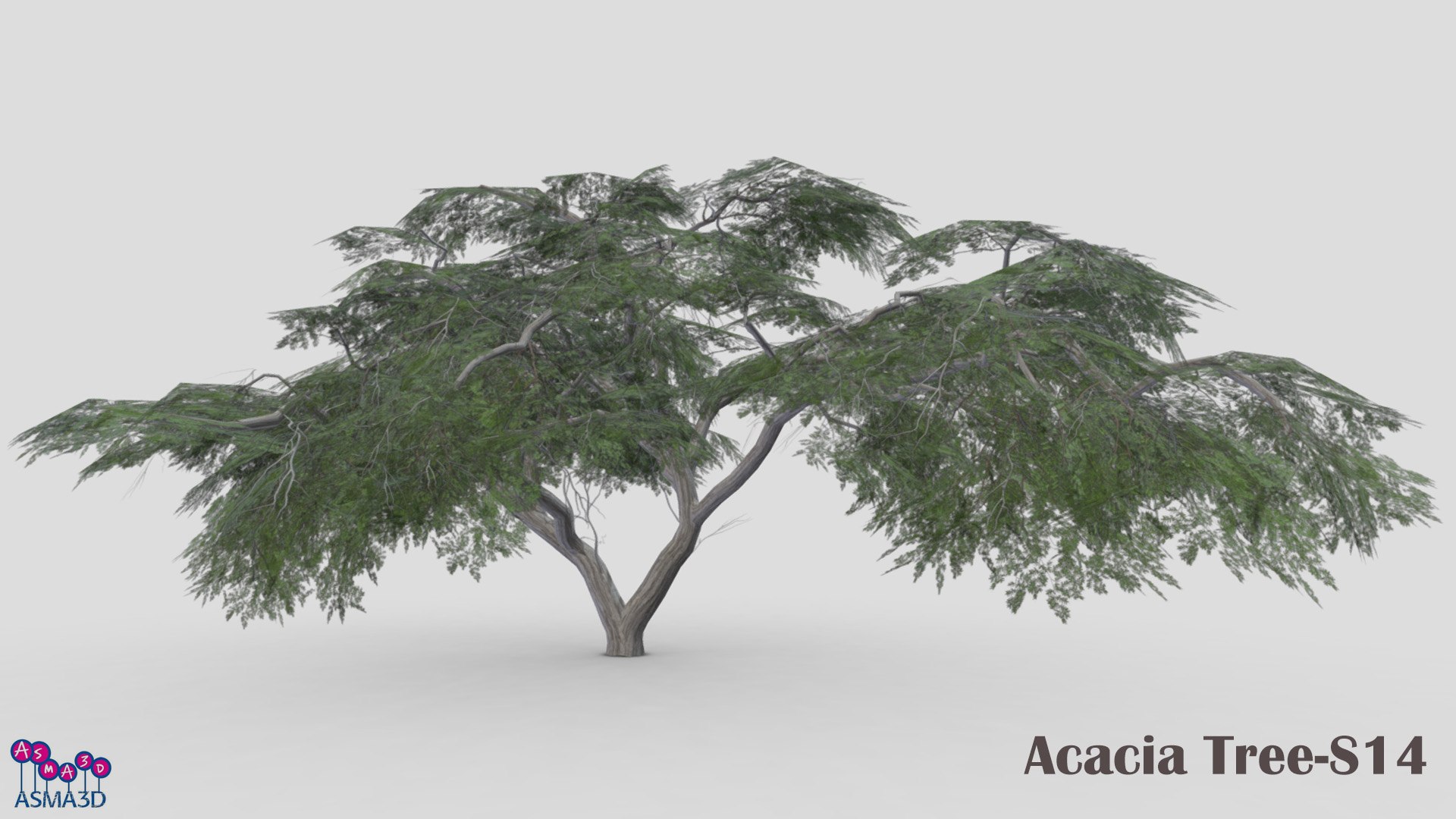 Acacia Tree-S14 Model - TurboSquid 2201869