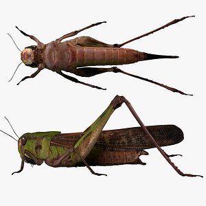 3D Locust Models - Browse & Download Formats - TurboSquid