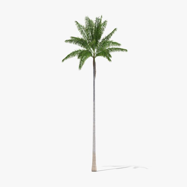 modelo 3d Florida Royal Palm Roystonea Regia - TurboSquid 1485288