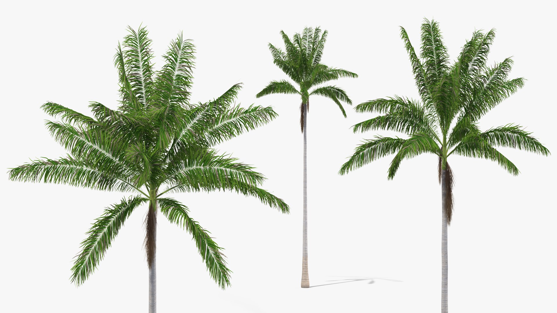 3D Florida Royal Palm Roystonea Model - TurboSquid 1485288
