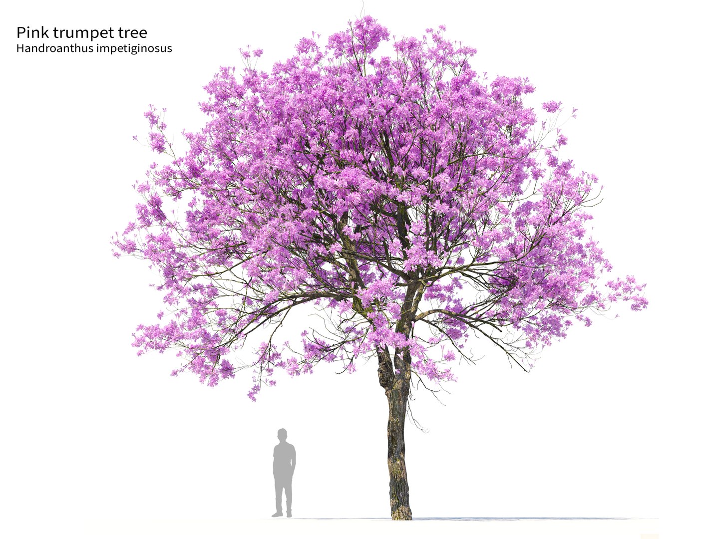 Pink Trumpet Tree 02 3D - TurboSquid 2418771