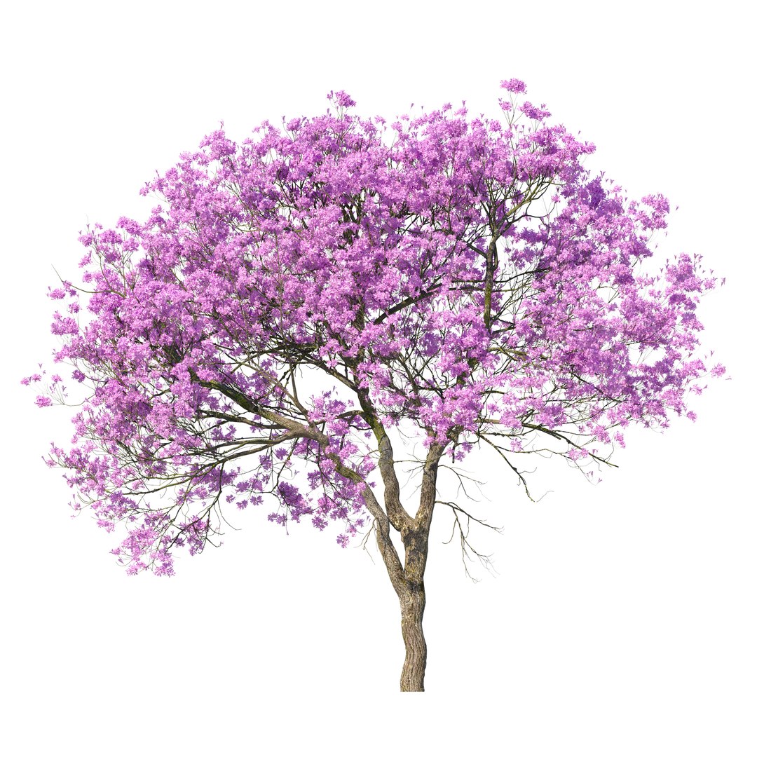 Pink Trumpet Tree 02 3D - TurboSquid 2418771