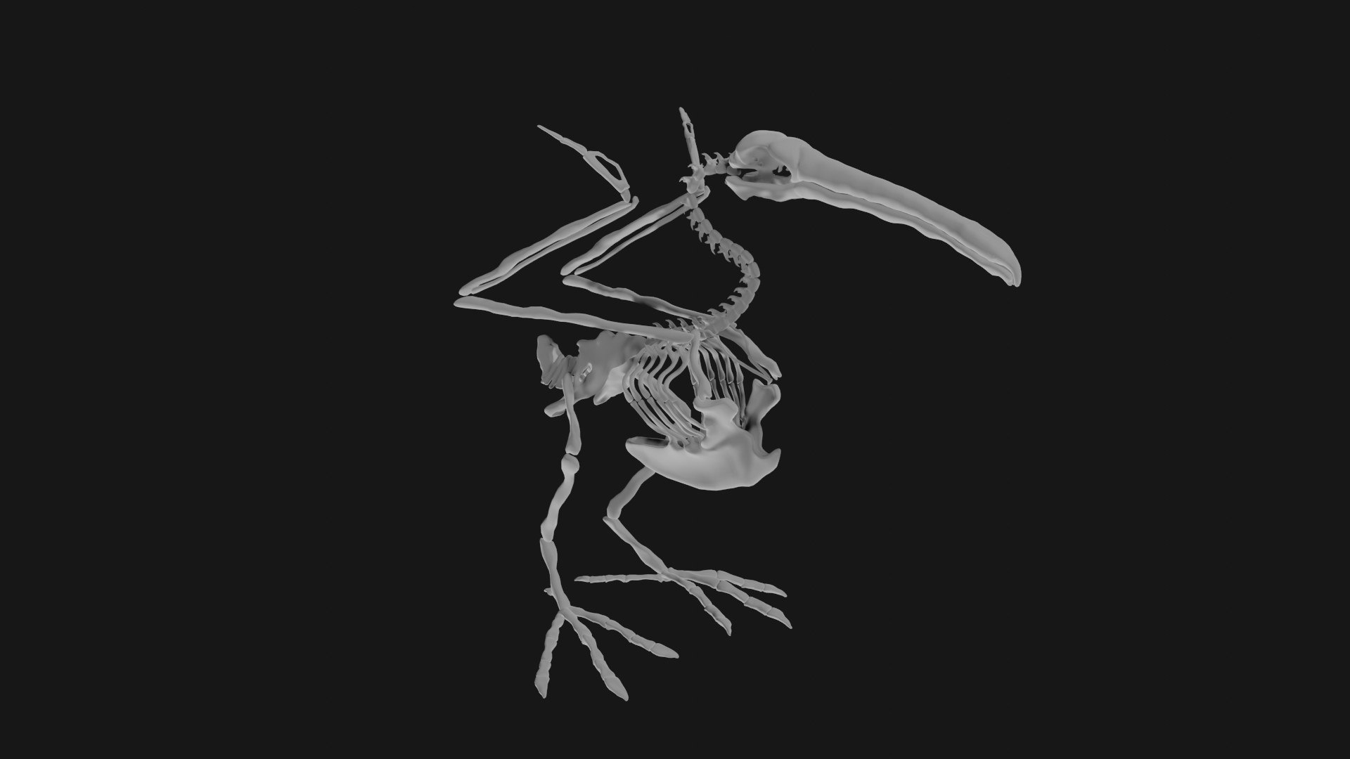 Pelican Skeleton 3D Model - TurboSquid 1967042