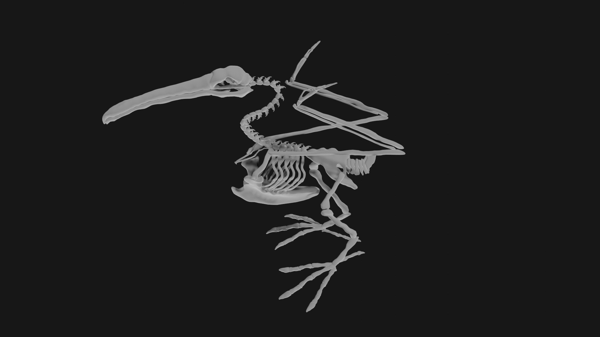 Pelican Skeleton 3D Model - TurboSquid 1967042