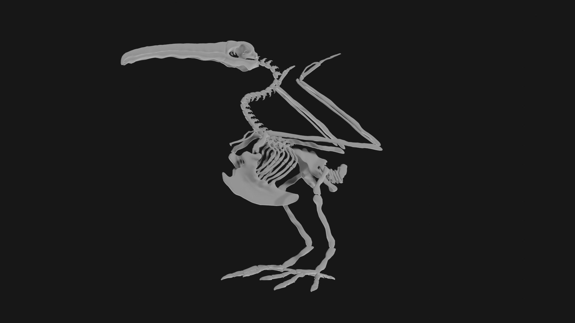 Pelican Skeleton 3D Model - TurboSquid 1967042