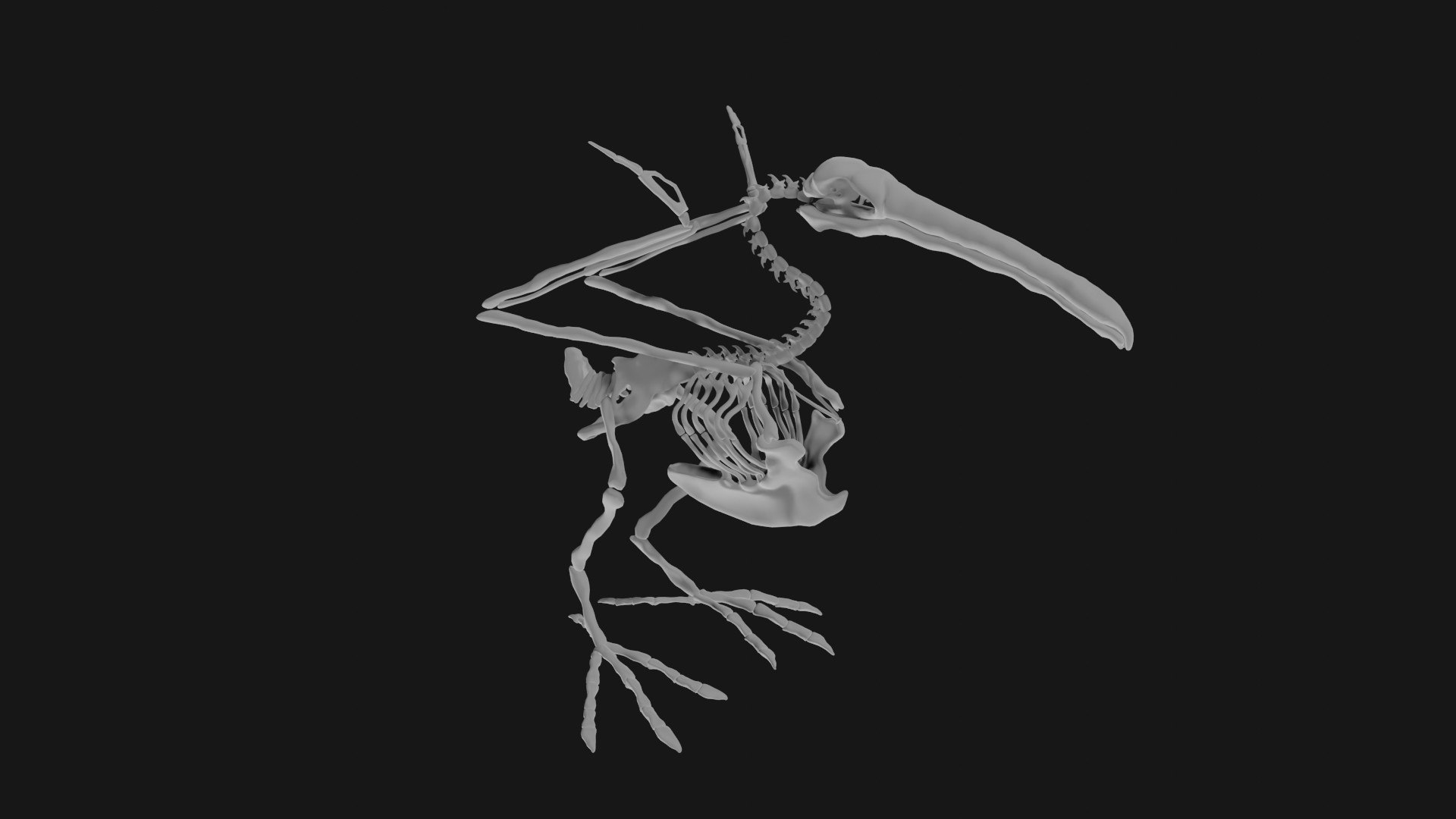 Pelican Skeleton 3D Model - TurboSquid 1967042