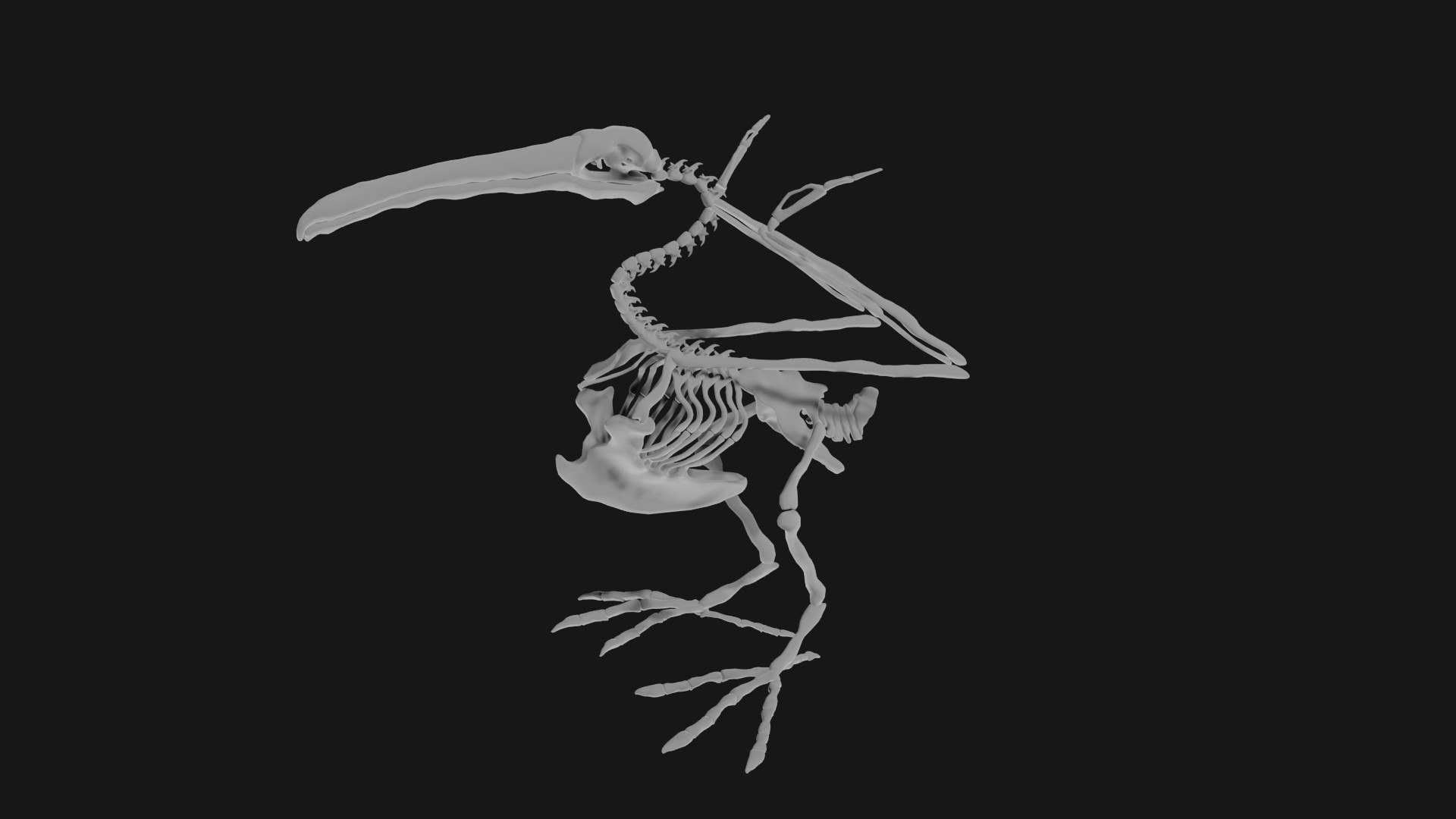 Pelican Skeleton 3D Model - TurboSquid 1967042