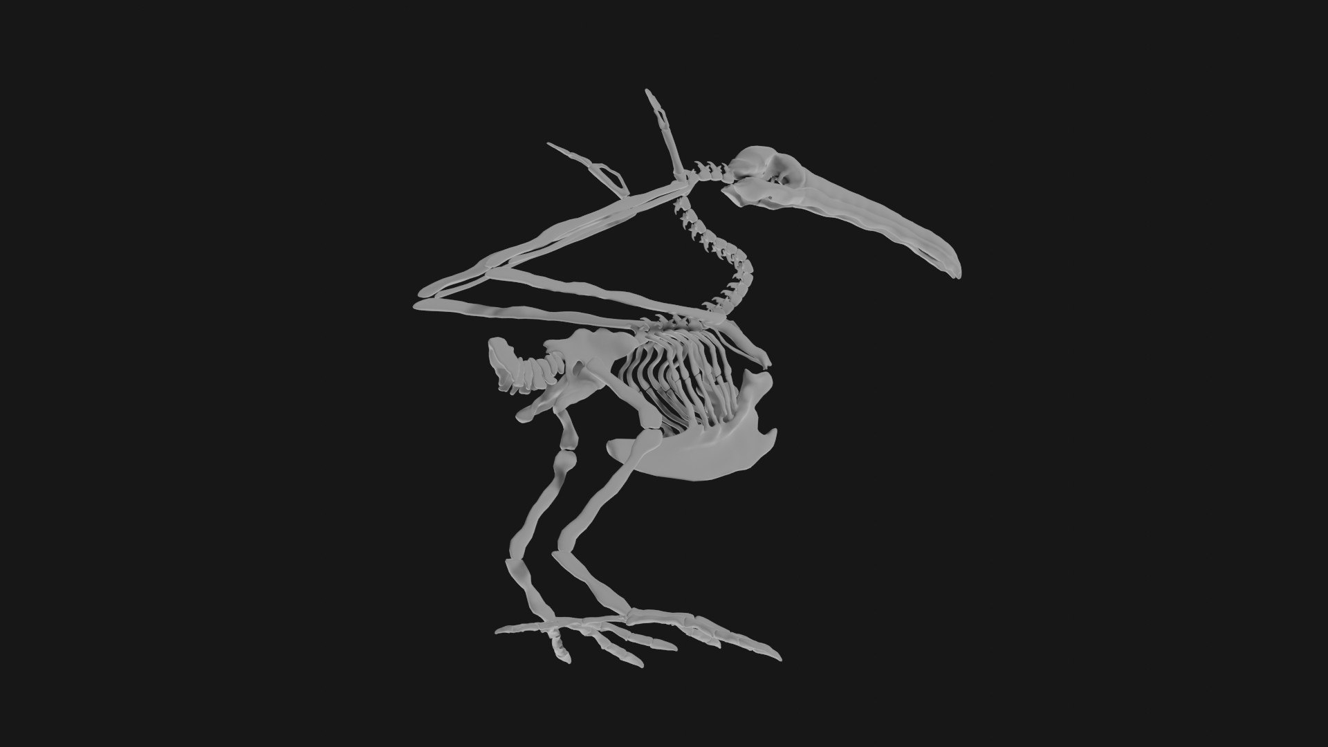 Pelican Skeleton 3D Model - TurboSquid 1967042