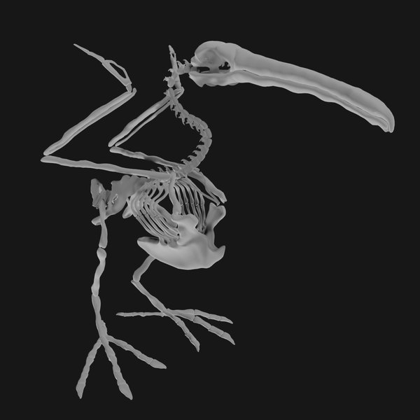 Pelican Skeleton Modelo 3D - TurboSquid 1967042