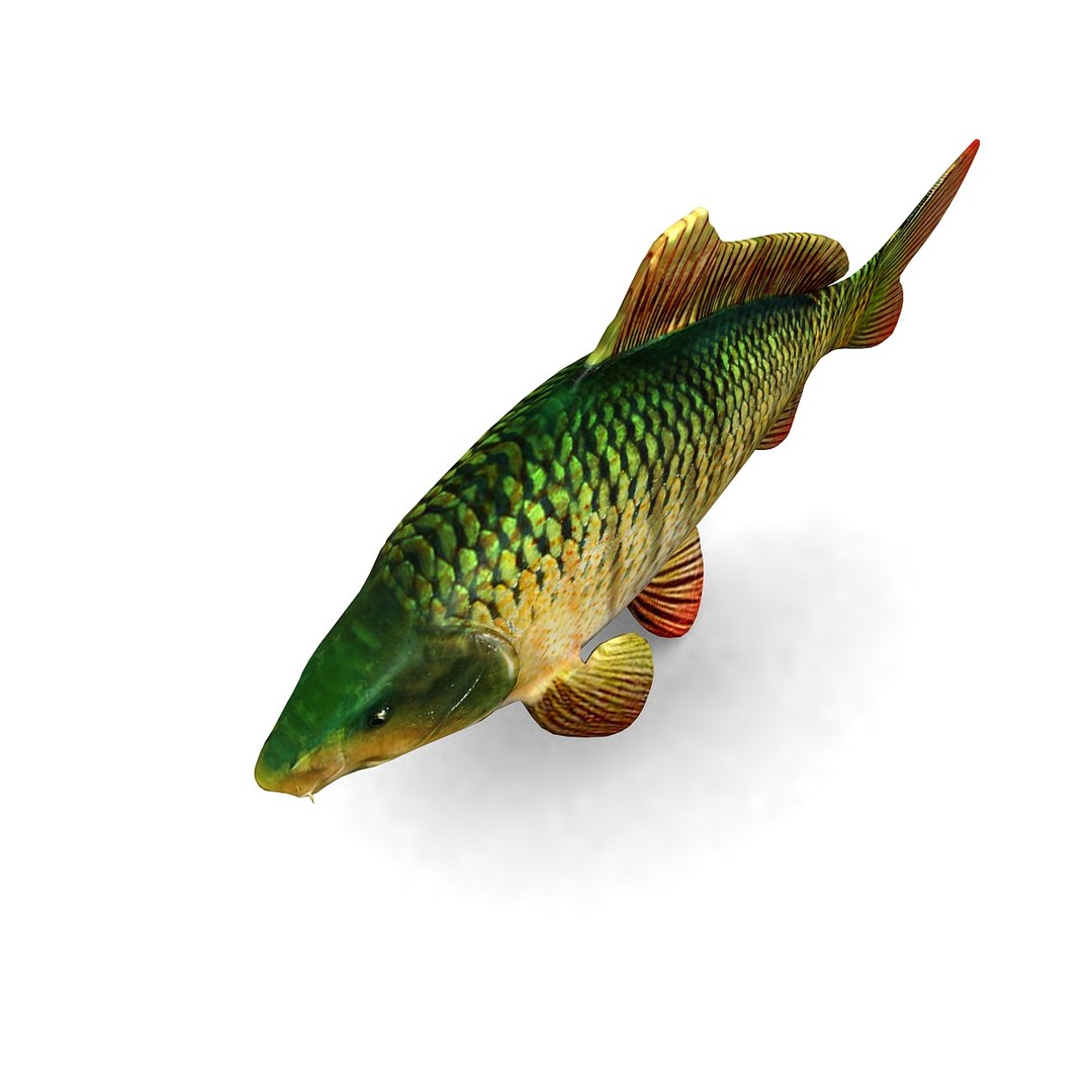 3d Model Carp