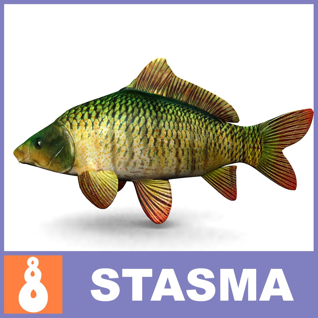 3d Model Carp