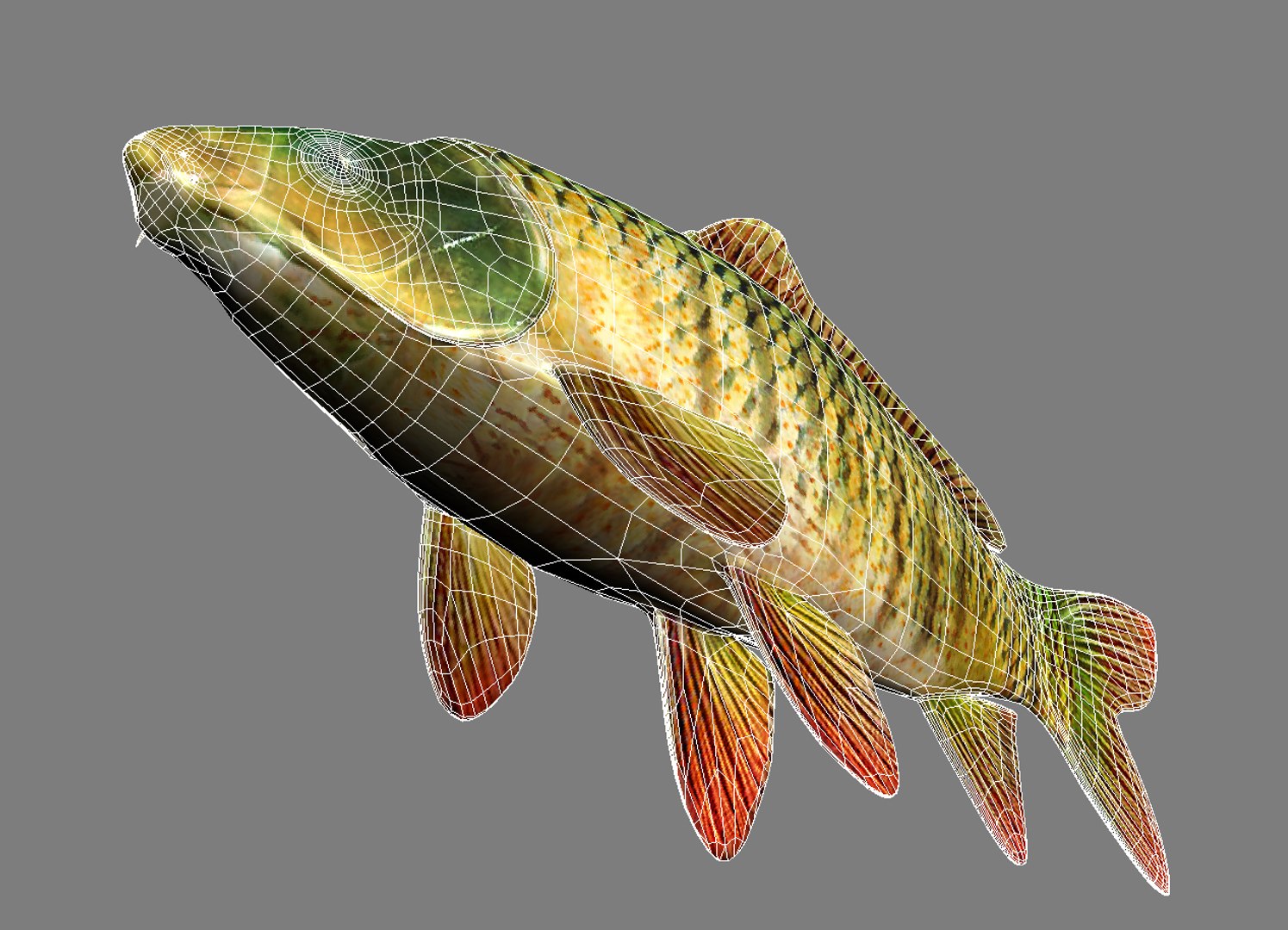 3d Model Carp