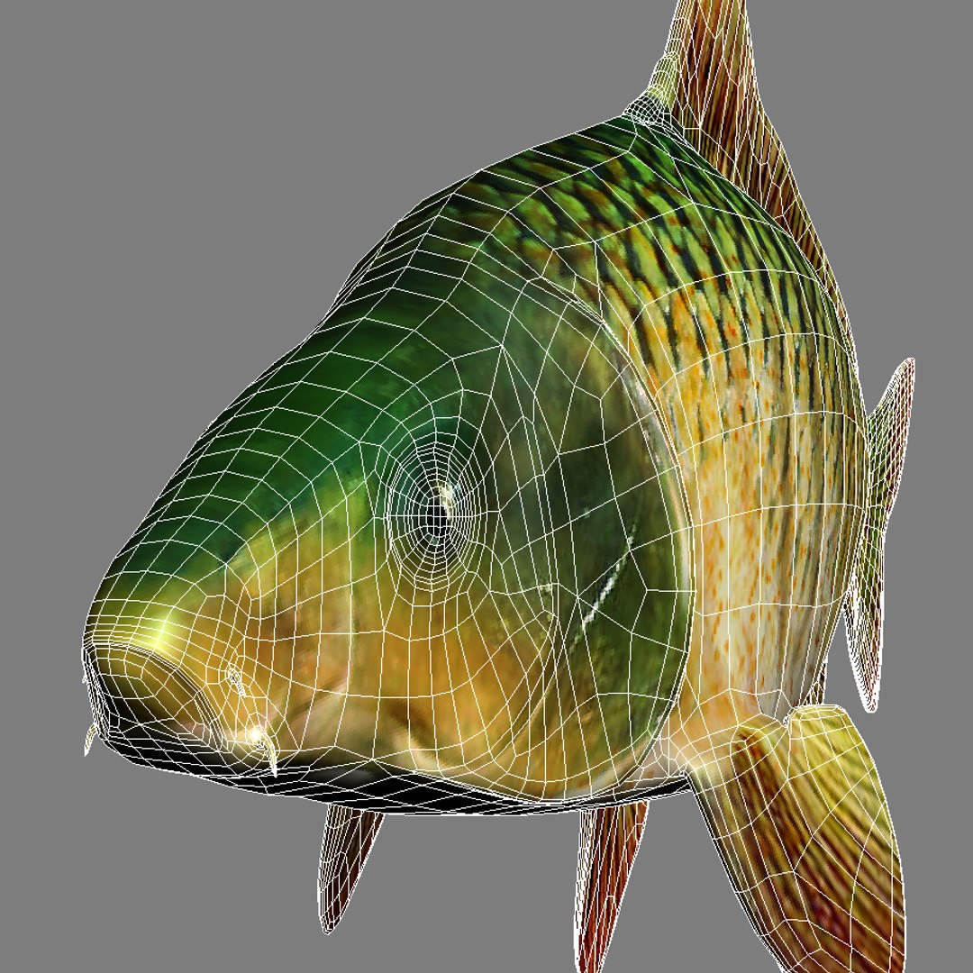 3d Model Carp