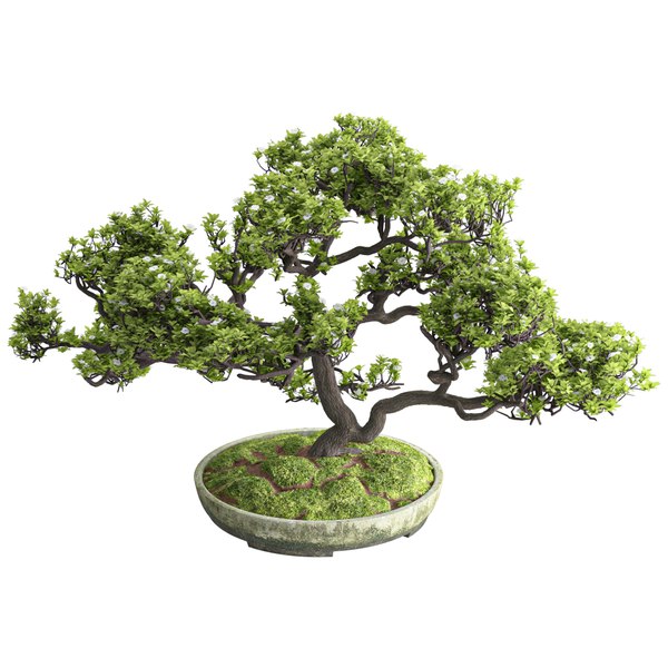 3D Bonsai Models | TurboSquid