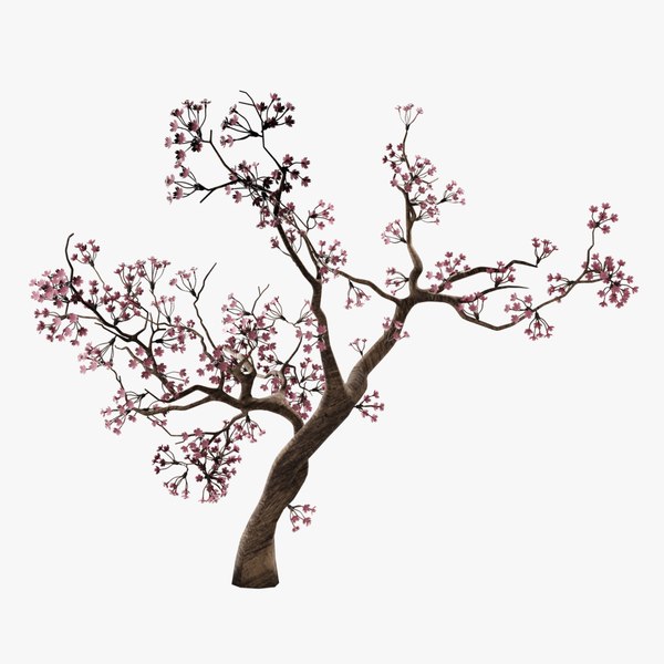 3D Sakura Models | TurboSquid