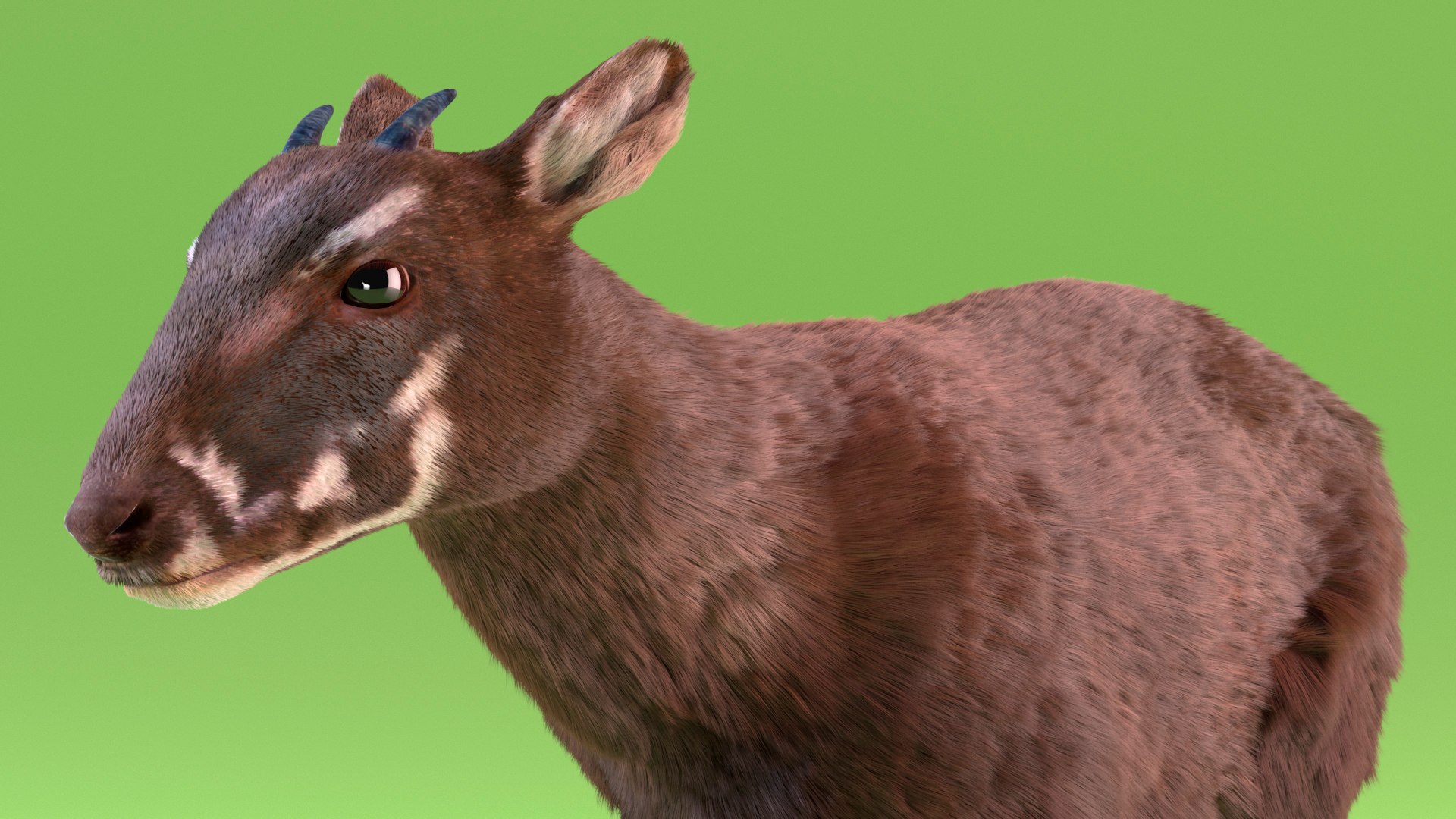 3D Saola Walking Pose Fur Model - TurboSquid 2202816