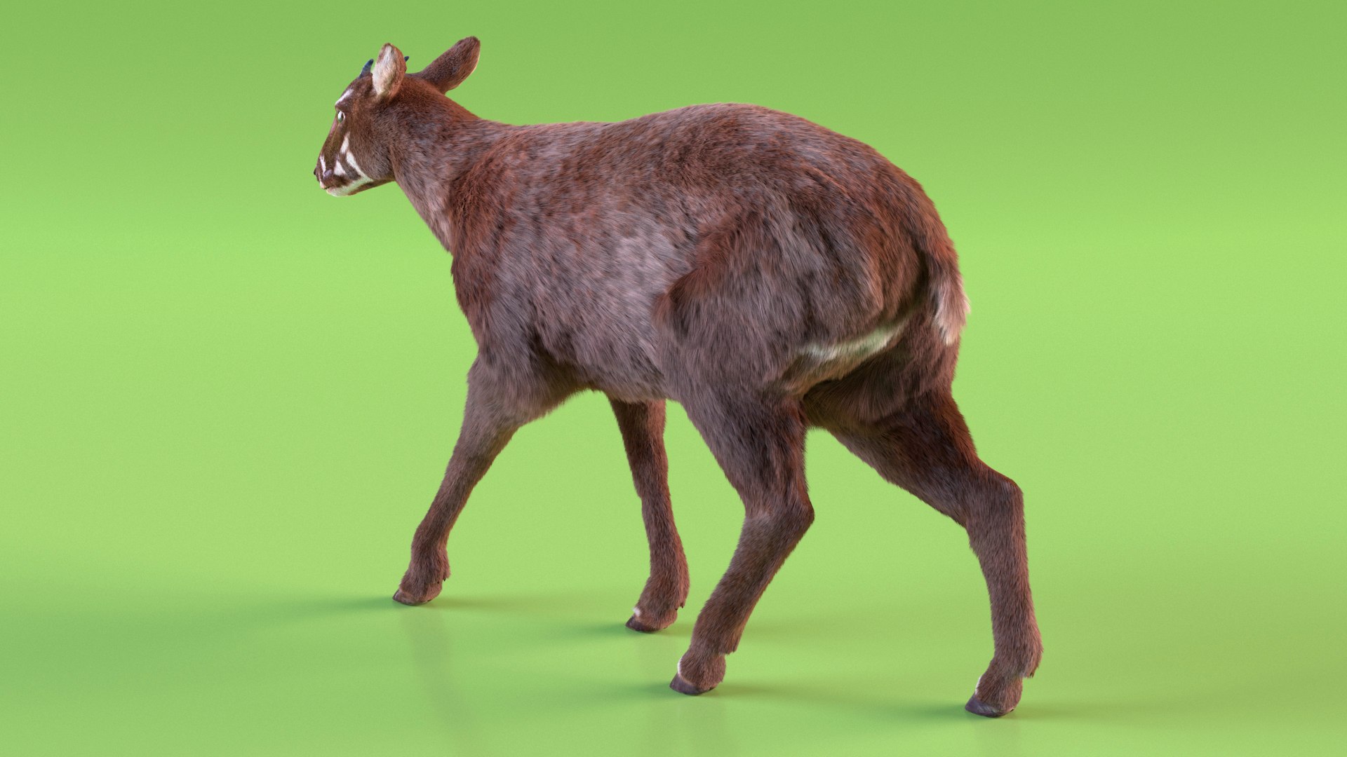 3D Saola Walking Pose Fur Model - TurboSquid 2202816