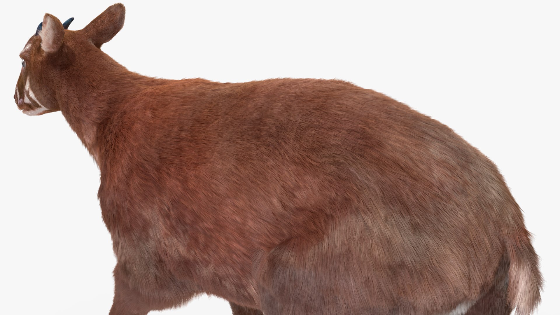 3D Saola Walking Pose Fur Model - TurboSquid 2202816