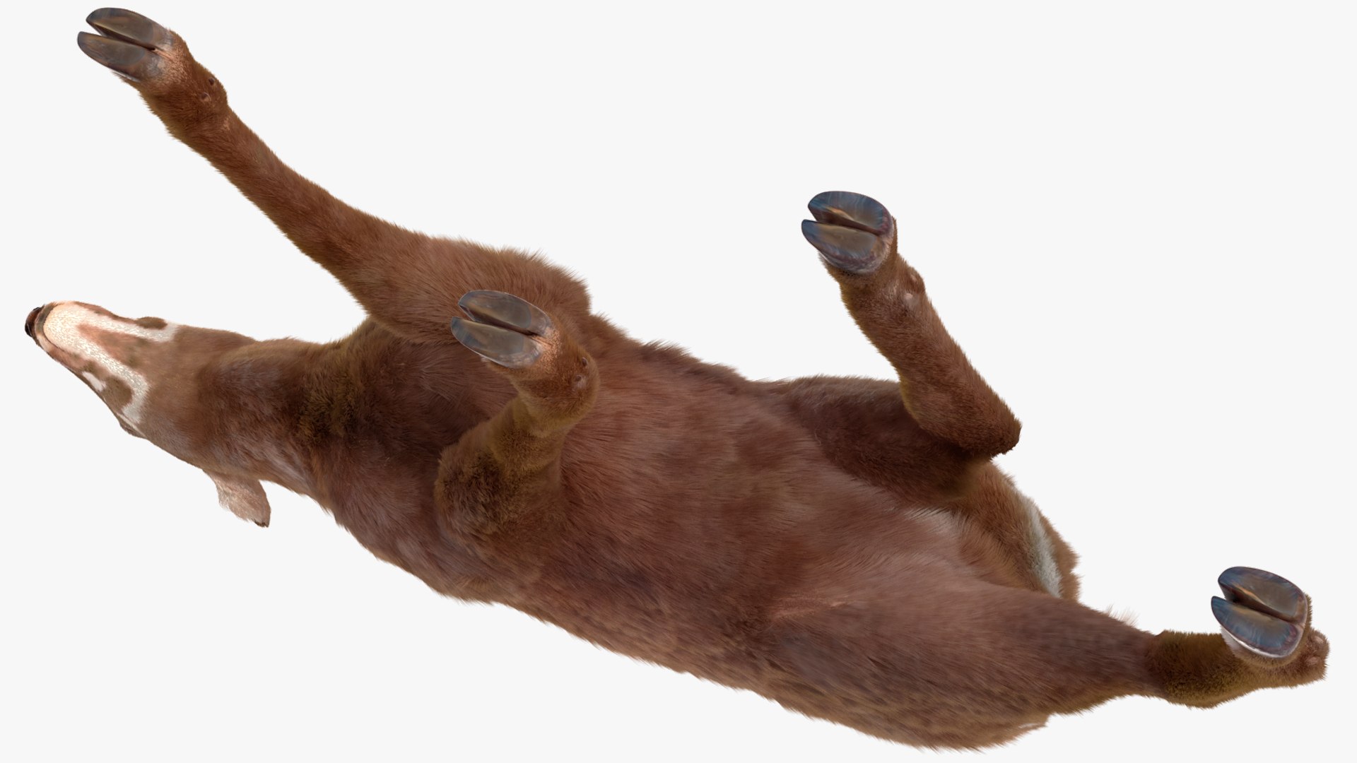 3D Saola Walking Pose Fur Model - TurboSquid 2202816
