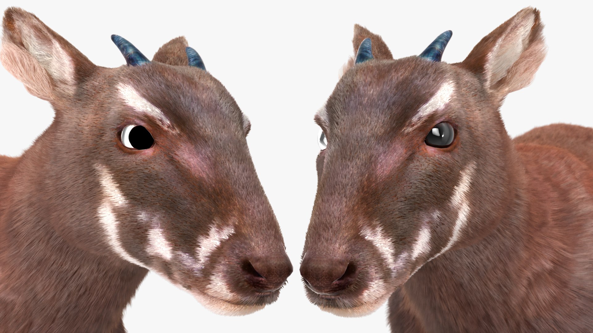 3D Saola Walking Pose Fur Model - TurboSquid 2202816