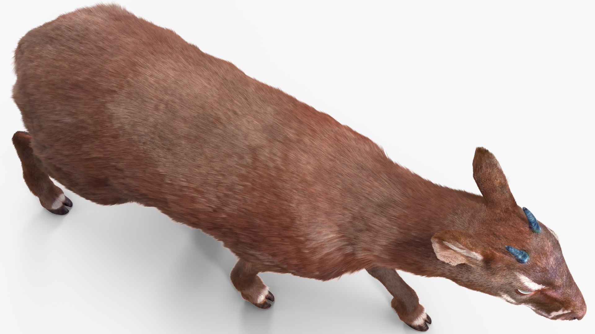 3D Saola Walking Pose Fur Model - TurboSquid 2202816