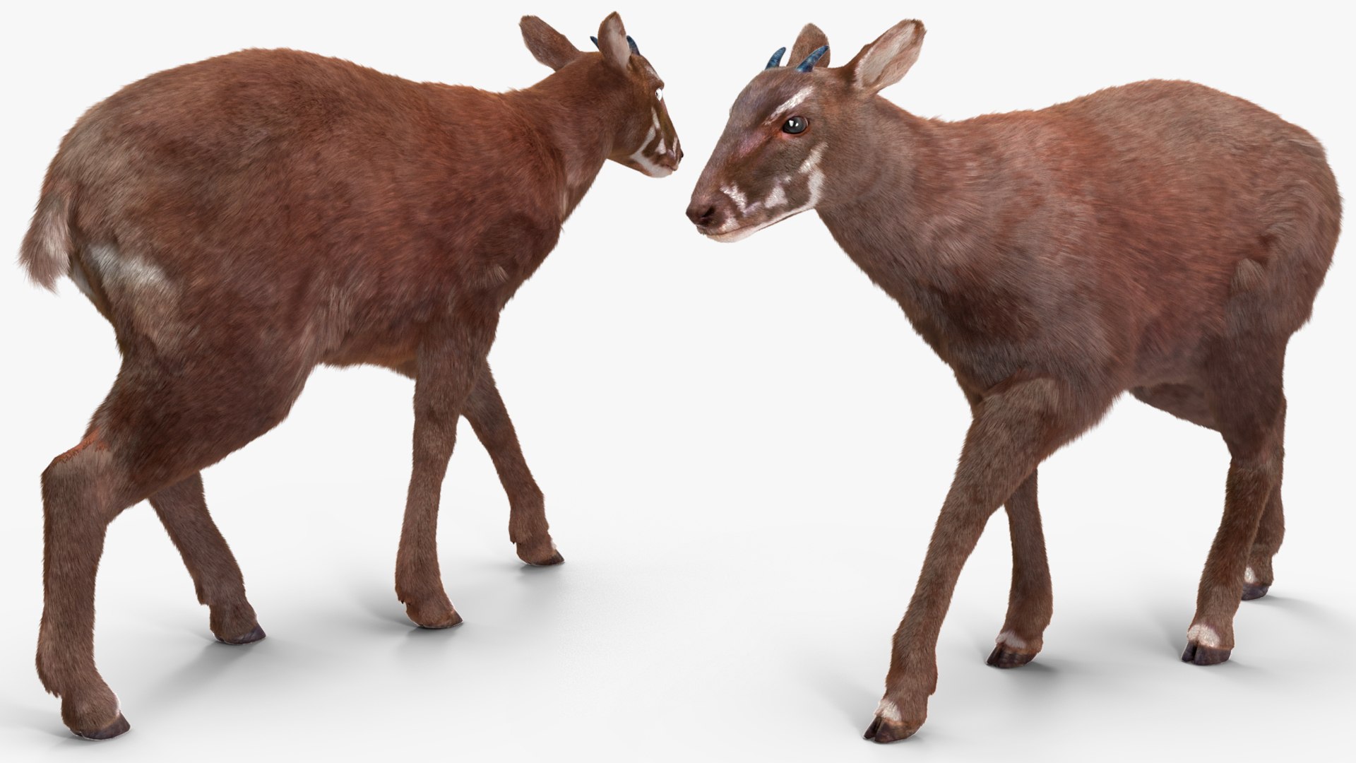 3D Saola Walking Pose Fur Model - TurboSquid 2202816