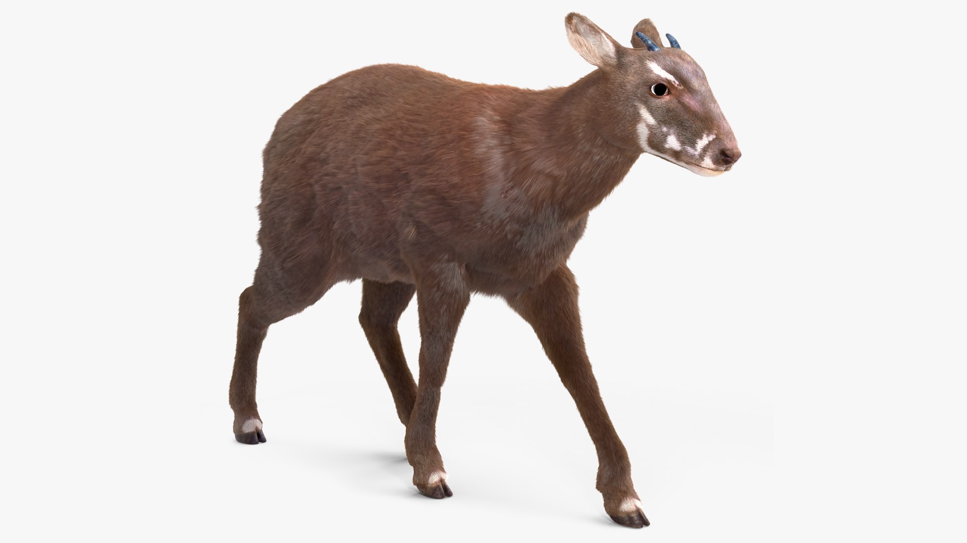 3D Saola Walking Pose Fur Model - TurboSquid 2202816