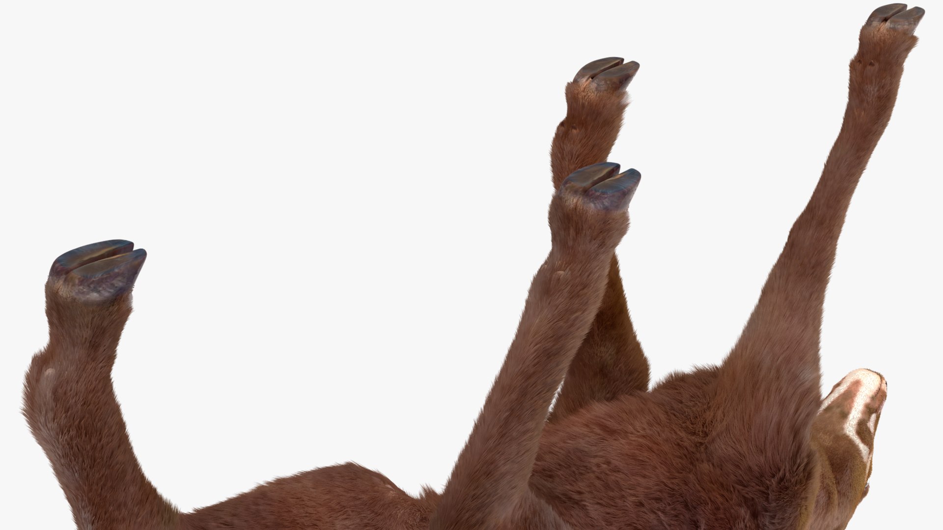 3D Saola Walking Pose Fur Model - TurboSquid 2202816