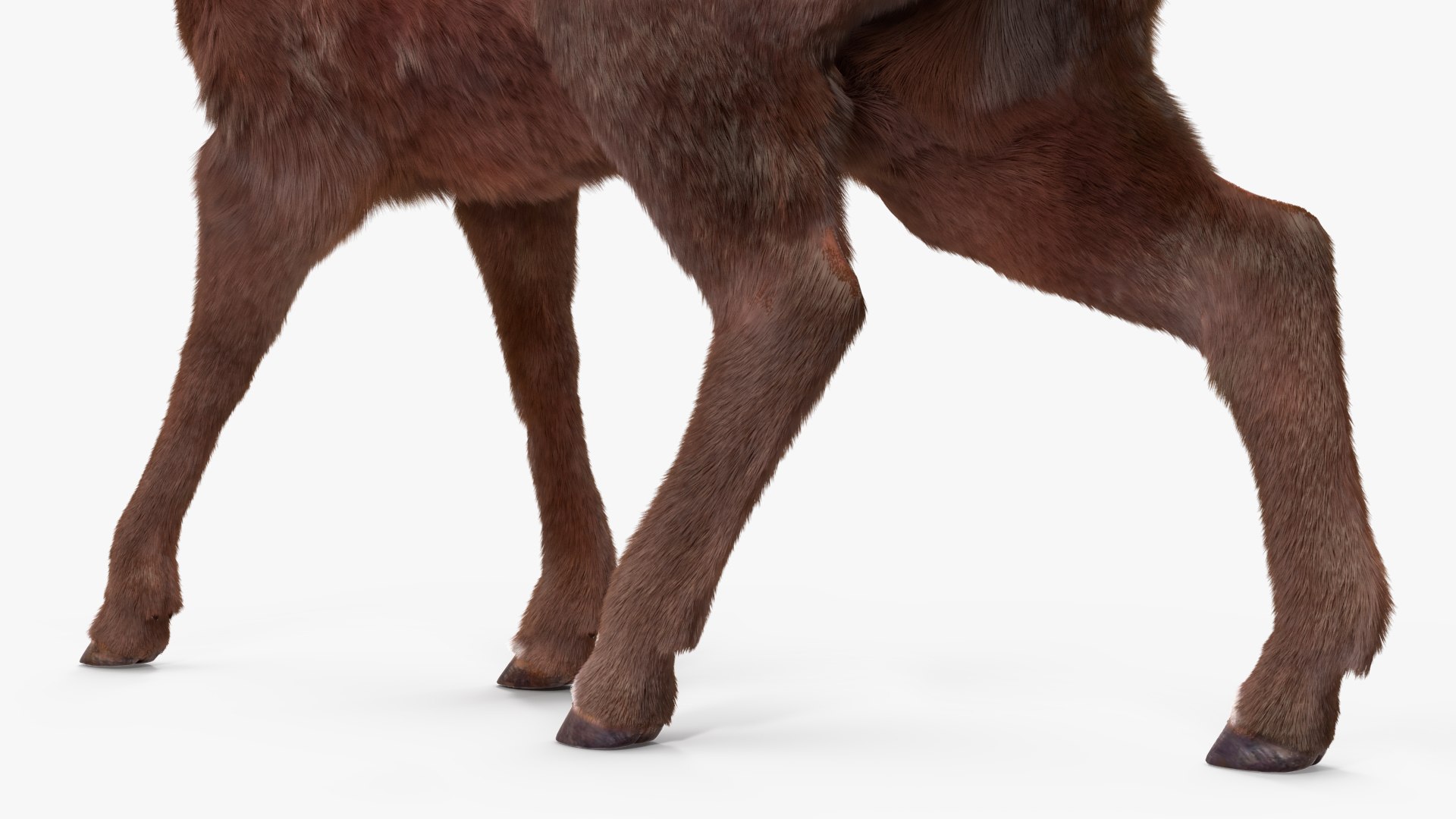 3D Saola Walking Pose Fur Model - TurboSquid 2202816