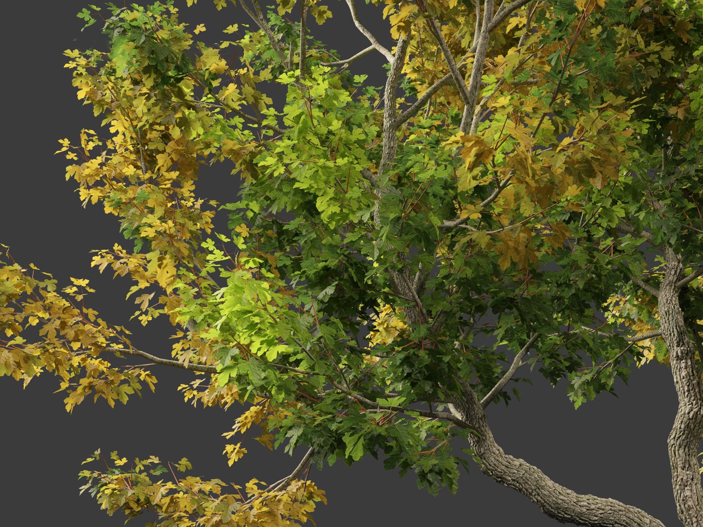 Acer Campestre - Hedge Maple 02 3D Model - TurboSquid 2096189