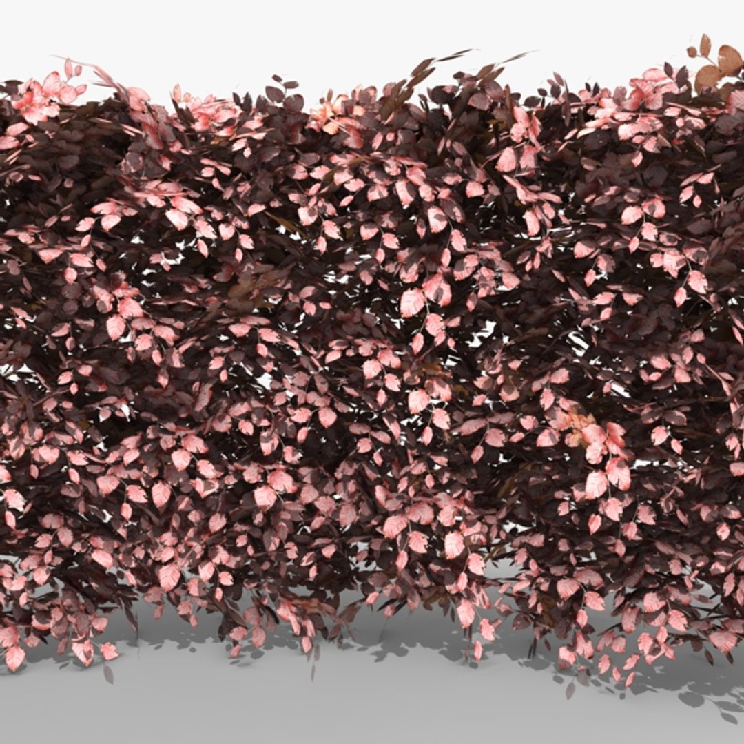 3d model curved copper beech hedge