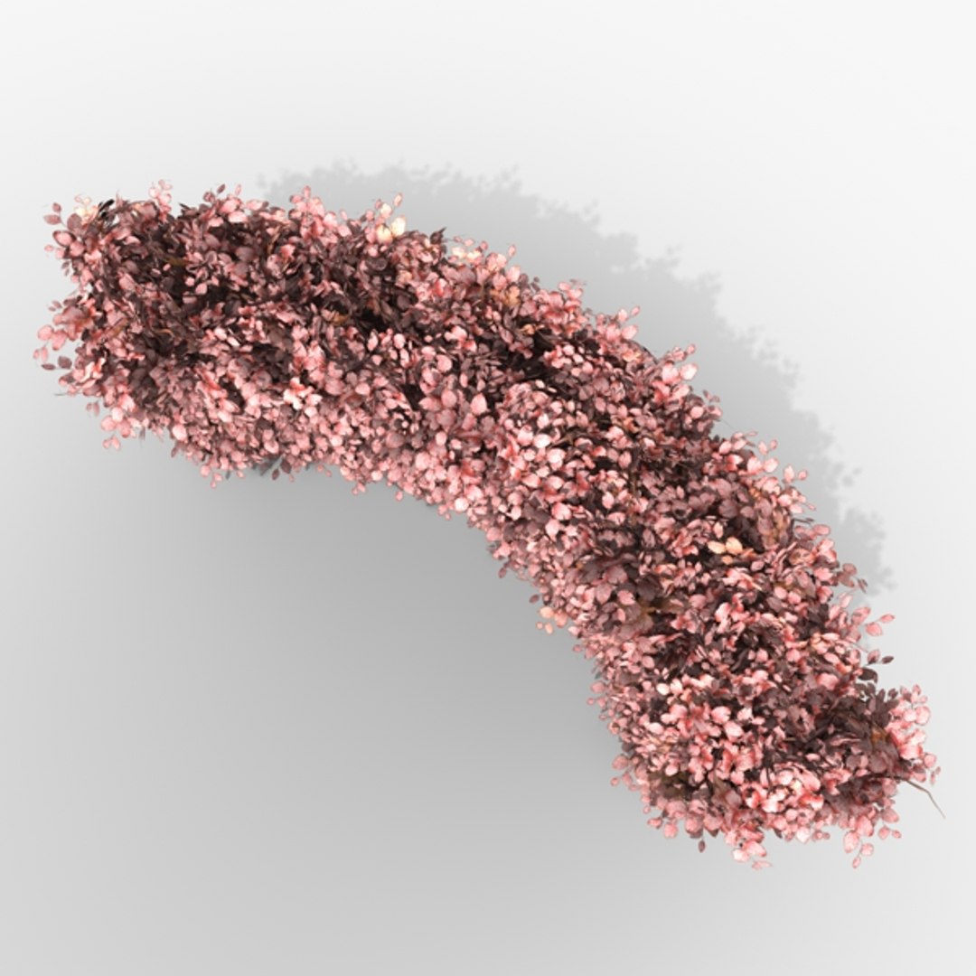 3d model curved copper beech hedge