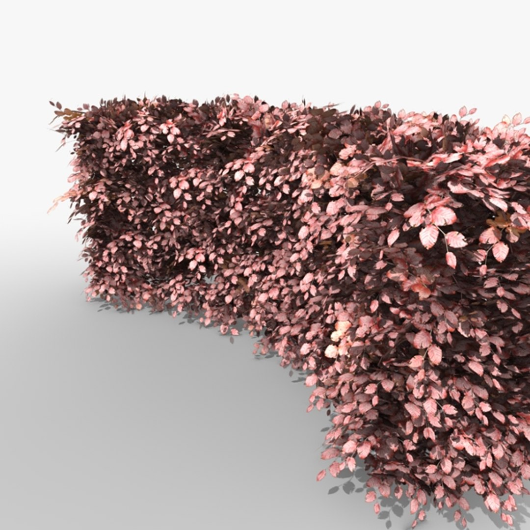 3d model curved copper beech hedge
