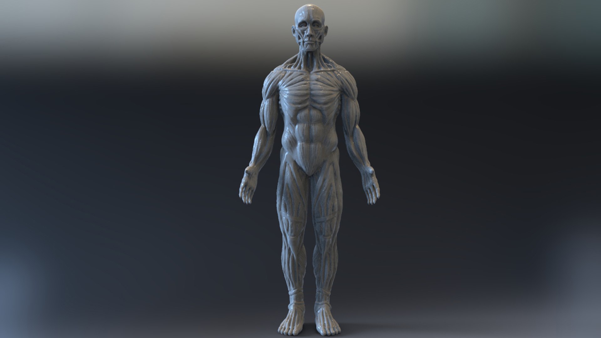 Anatomy Muscles 3d Model