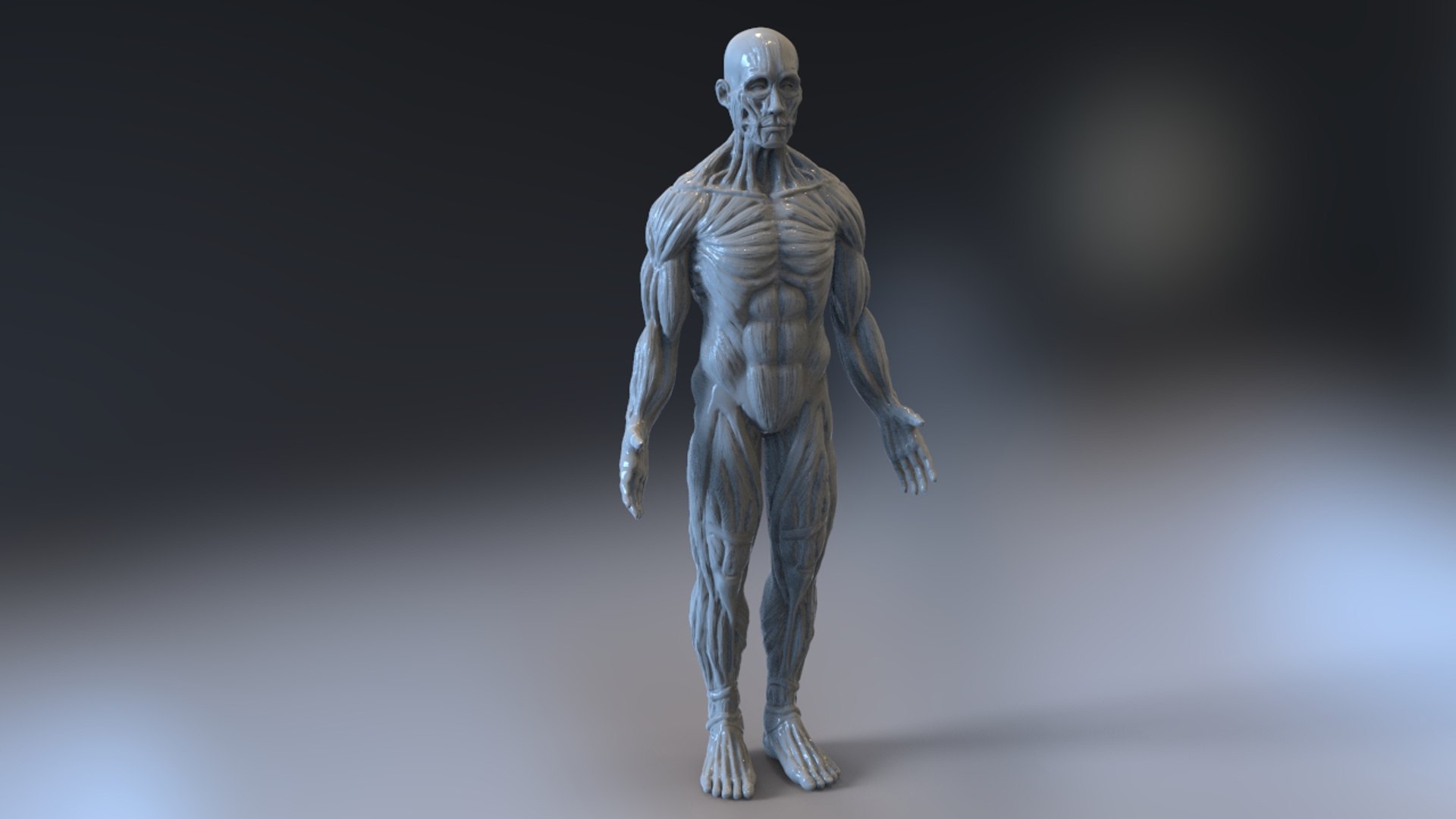 Anatomy Muscles 3d Model