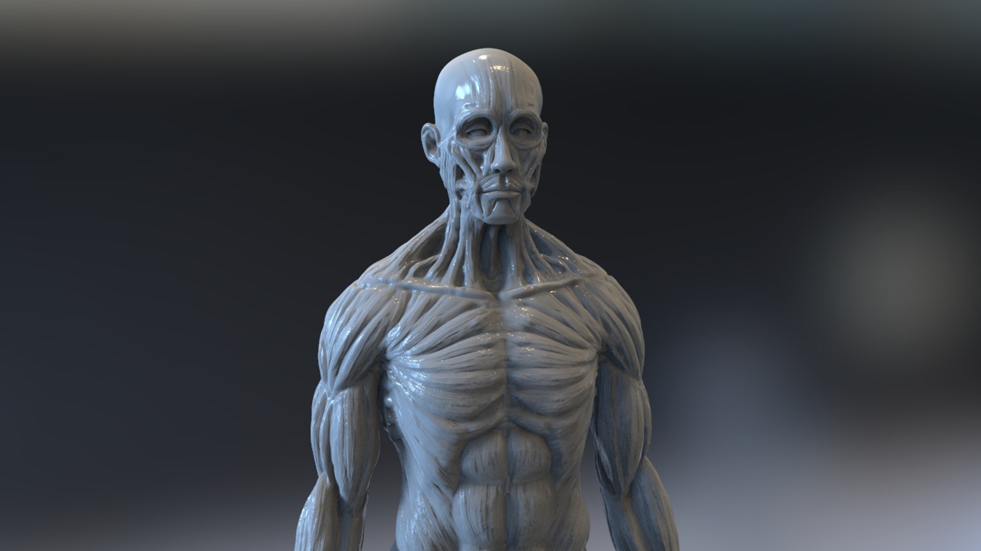 Anatomy Muscles 3d Model