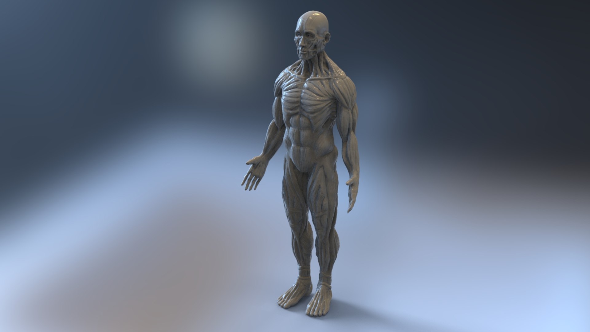 Anatomy Muscles 3d Model