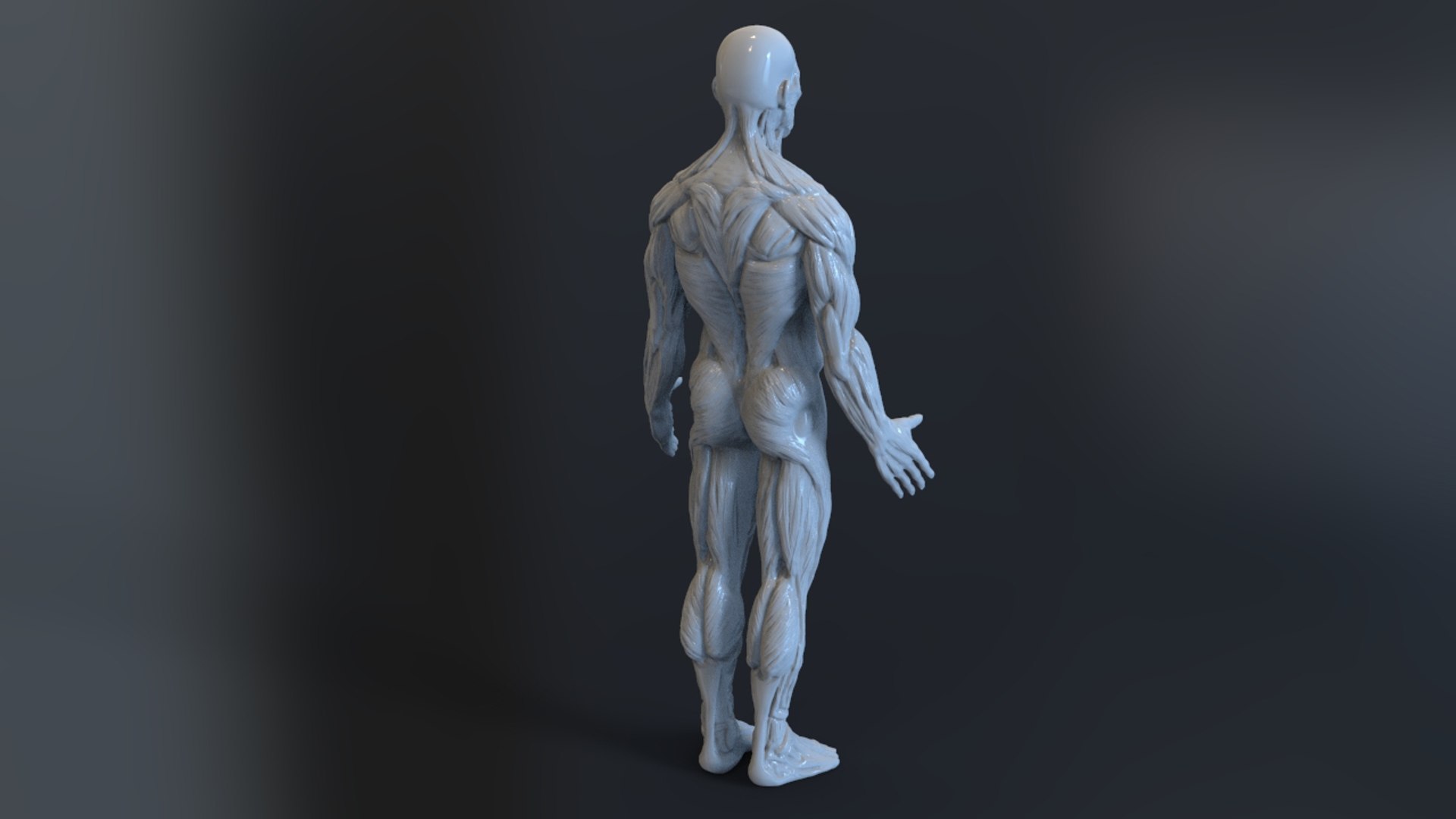 Anatomy Muscles 3d Model