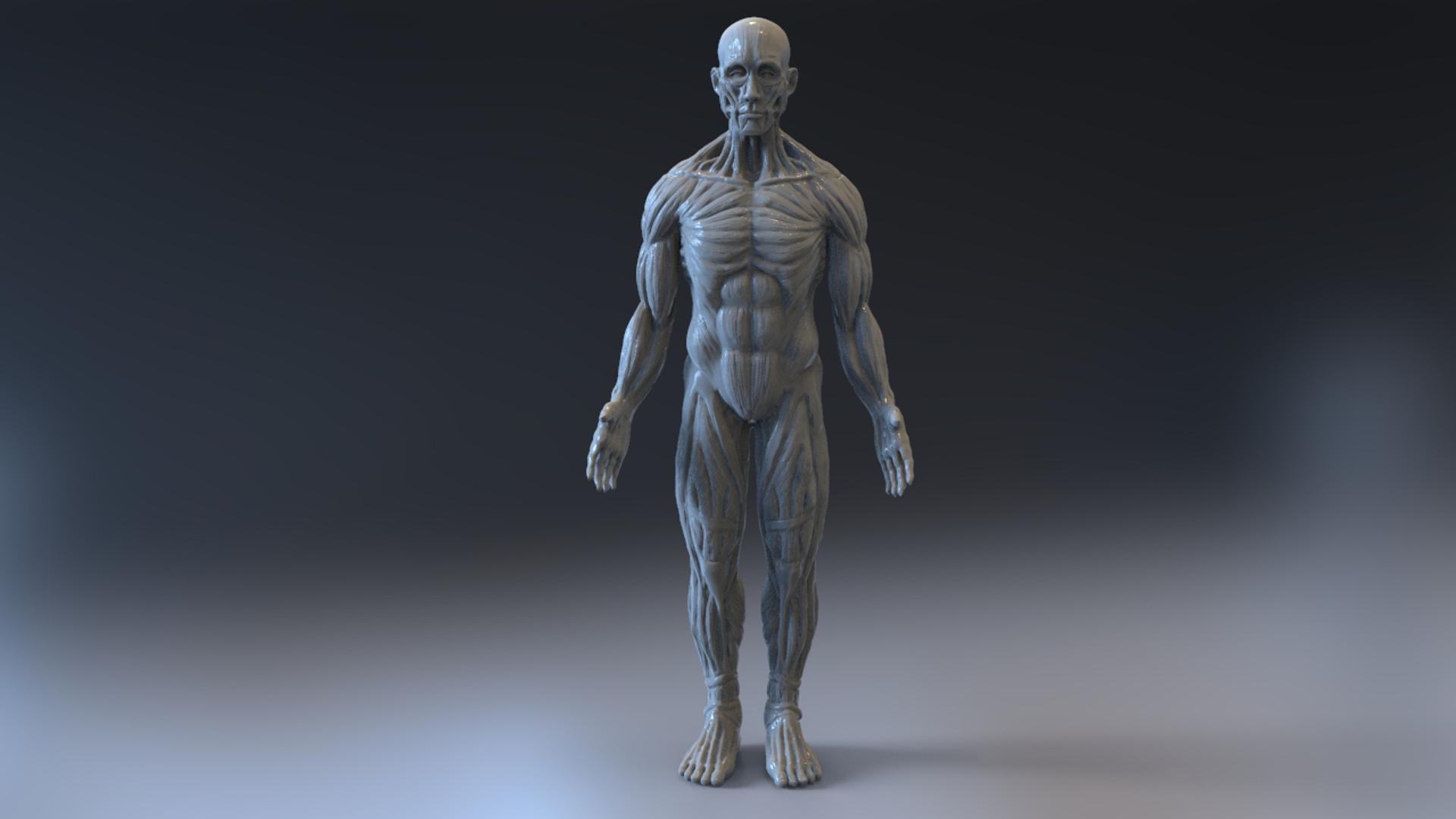 Anatomy Muscles 3d Model