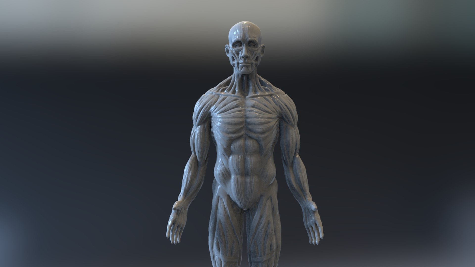 Anatomy Muscles 3d Model