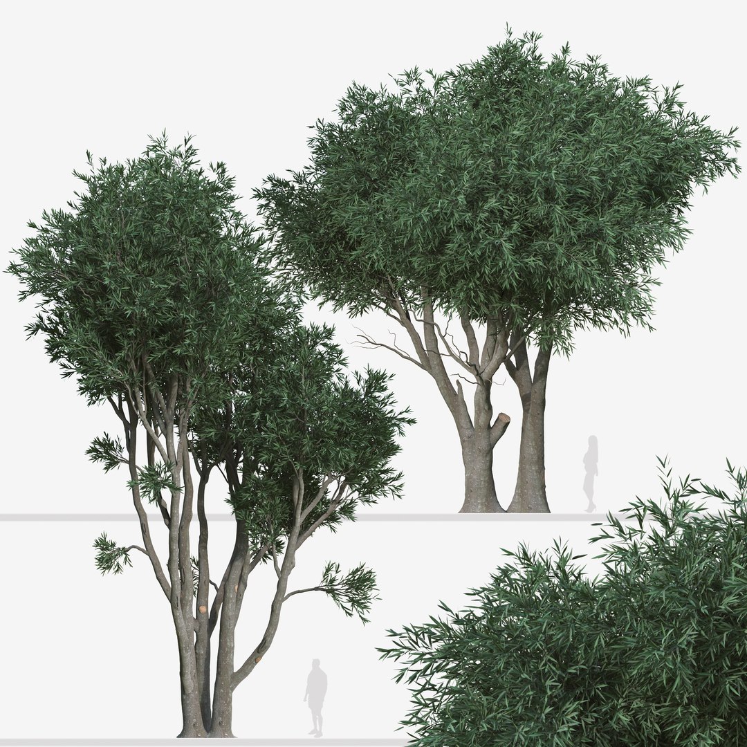Set Of Melaleuca Leucadendra Or Paperbark Tree - 2 Trees Model ...