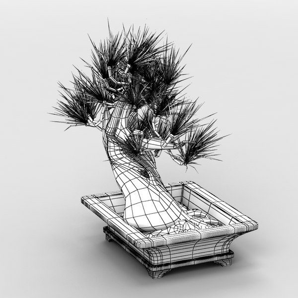 max bonsai tree