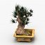 Max Bonsai Tree