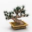 Max Bonsai Tree