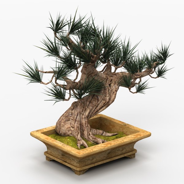 max bonsai tree