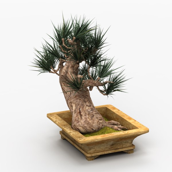 max bonsai tree