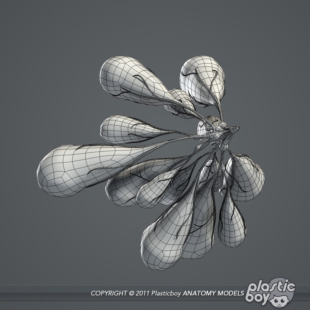 3d model human male female reproductive