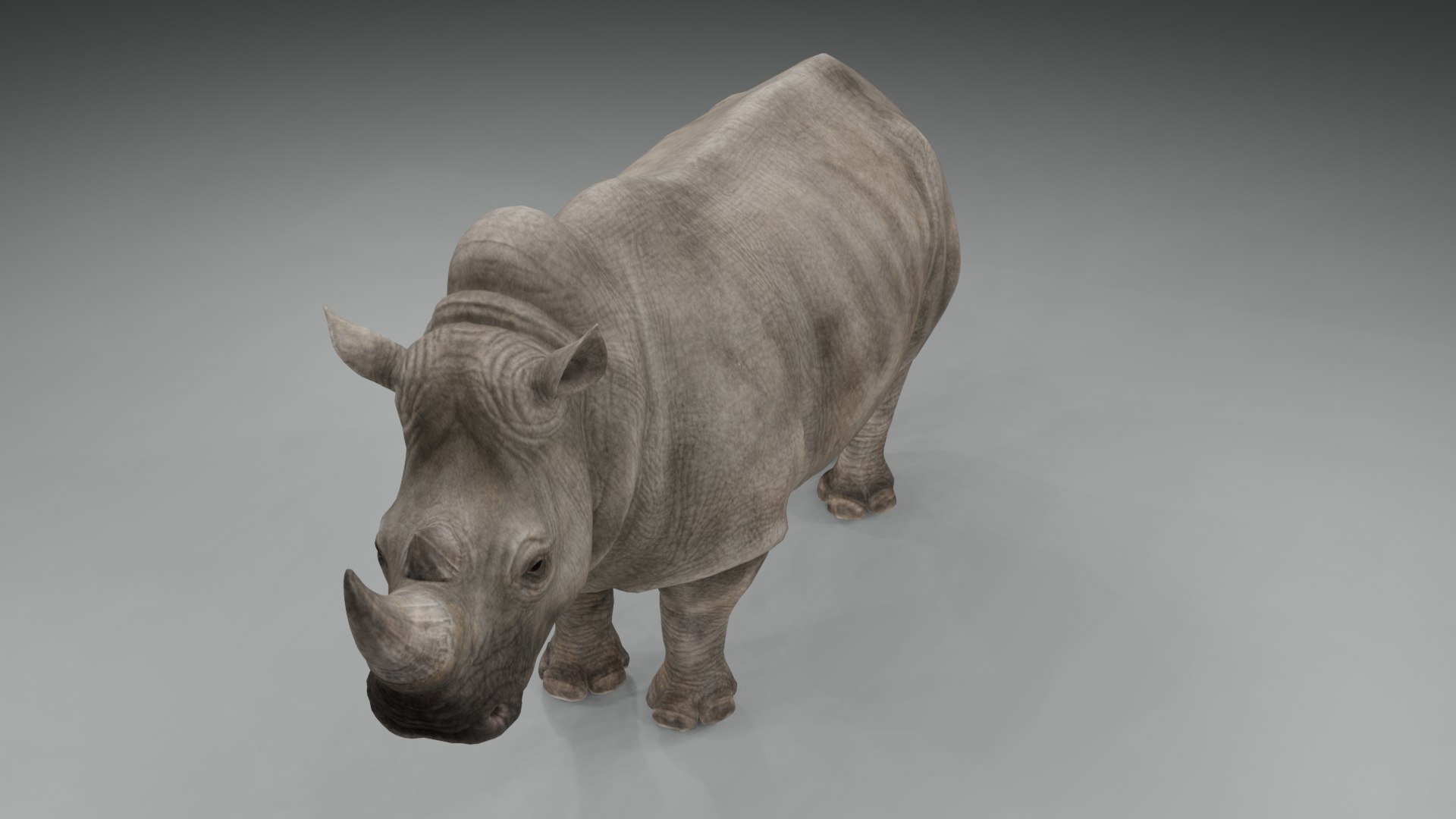 3D model Realistic Rhino 3D model - TurboSquid 2182200