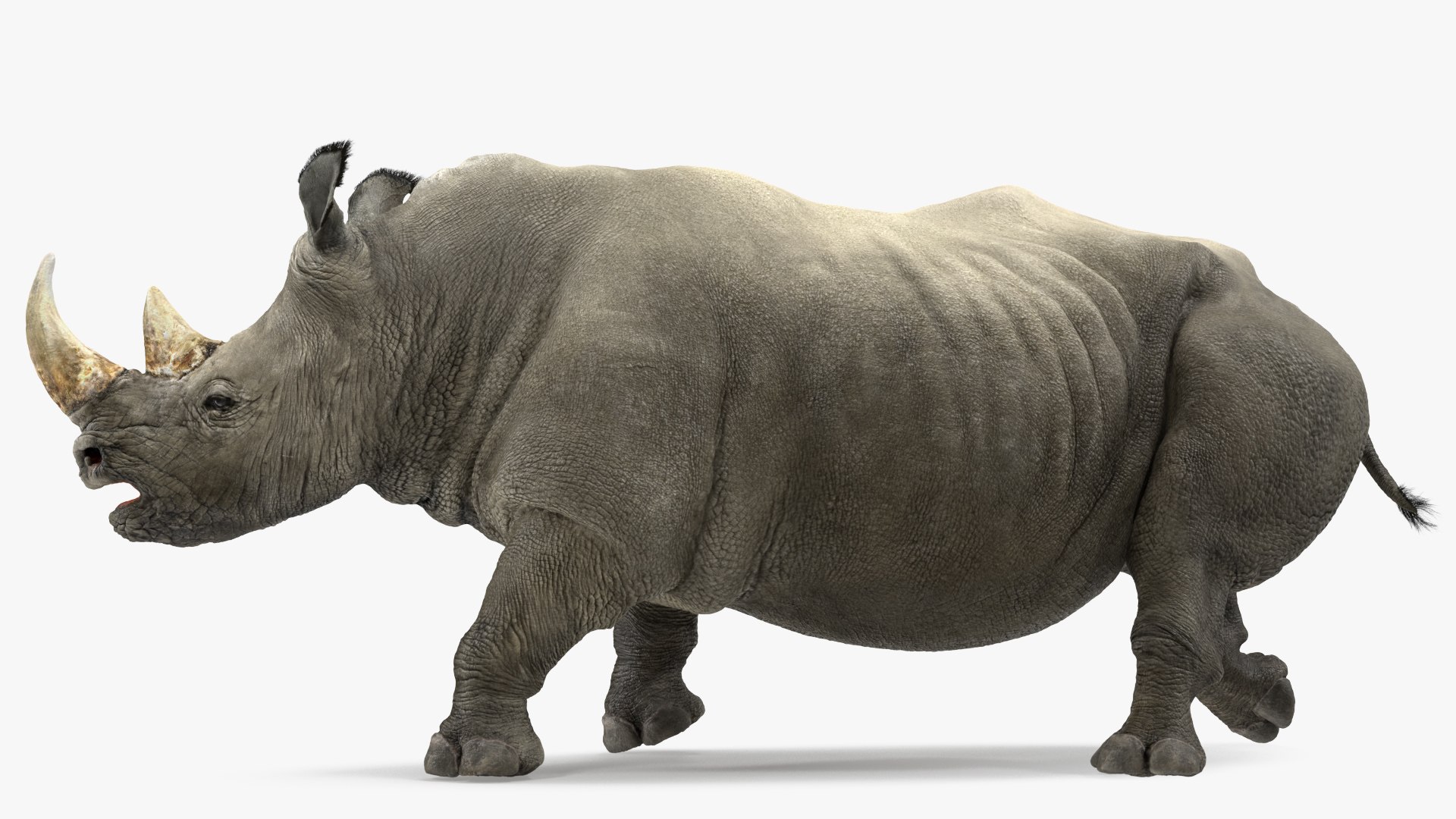 3D rhino adult walking pose - TurboSquid 1675773